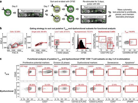Functional Analysis Of Tscm Like And Dysfunctional Phenotype T Cell