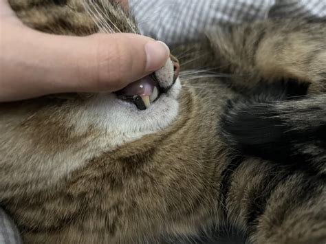 Help Cat Gingivitis Rcatcare