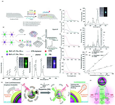 A Go Based Multicolor Dna Analysis B Fluorescence Intensity Of P1 Download Scientific