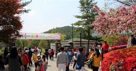 청남대 봄꽃축제 영춘제 개최