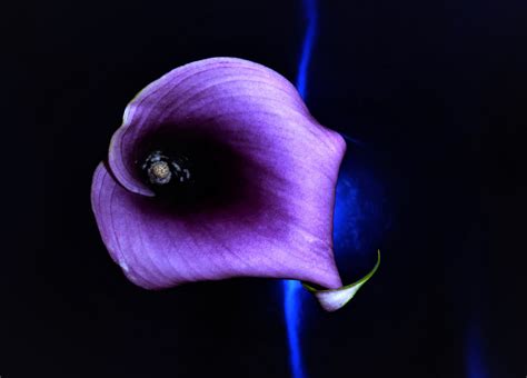 Kalla im Lila Foto & Bild | pflanzen, pilze & flechten, blüten ...