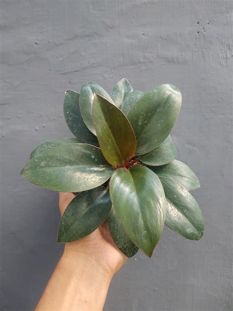 Philodendron Compact Congo Giant Tropical Nursery