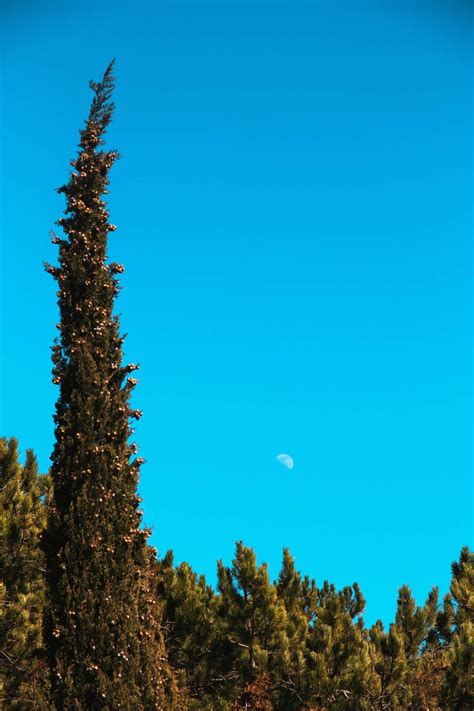 The Cypress In Greek Mythology — Mira Karakitsou