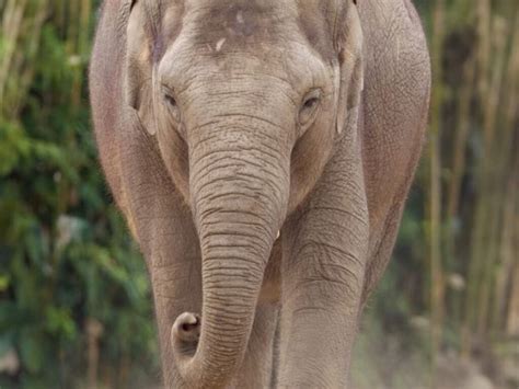 Dublin Zoo Strongly Rejects Tds Claims Of Animal Mistreatment Sexual