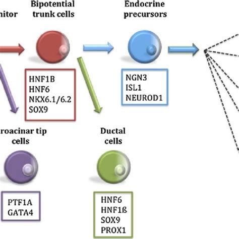 Key Transcription Factors Governing Lineage Decisions During Pancreas
