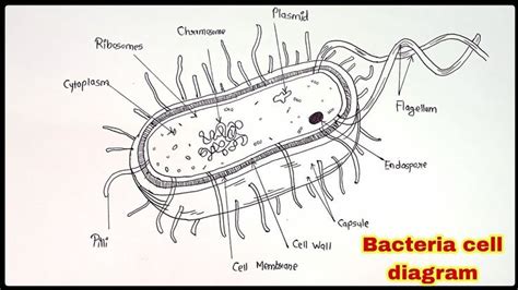 How To Draw Bacteria Cell Diagram Cell Diagram Science Drawing Biology Worksheet