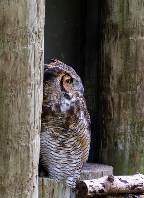 Bard Owl By Canidaevulpes On Deviantart