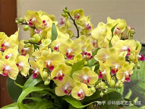 11种黄色系蝴蝶兰品种，你喜欢哪一种？ 知乎