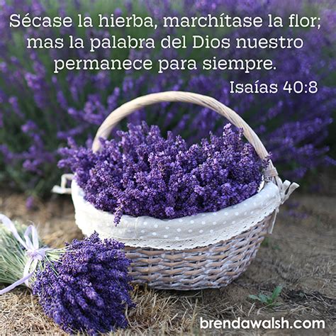 Isaías 408 Brenda Walsh Scripture Images