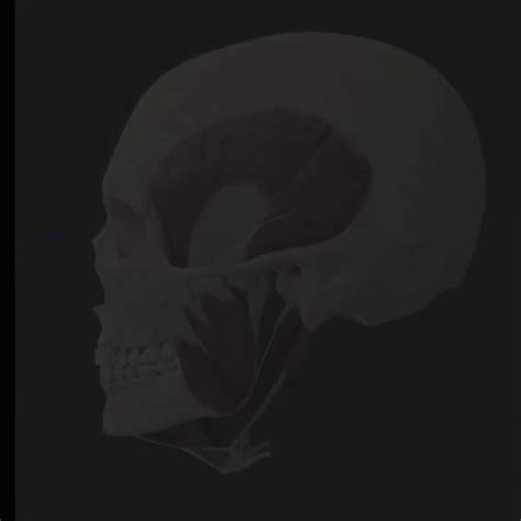 Video Gergely Berényi 🇭🇺🇦🇹 On Linkedin 🌟the Temporomandibular Joint