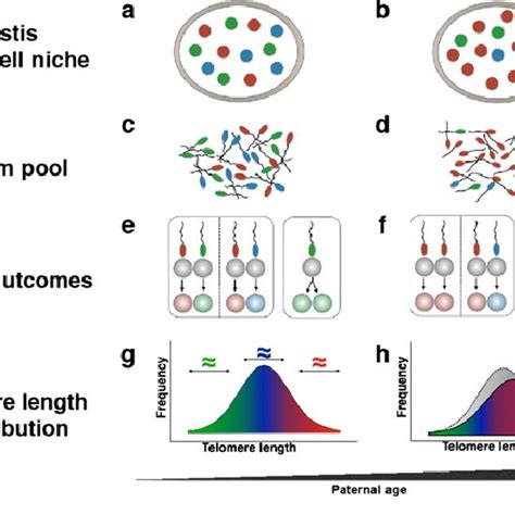 A Model Of Selection And Clonal Expansion Germ Stem Cells Gscs And