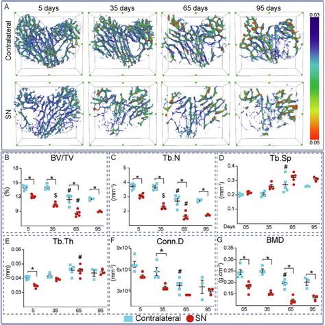 Trabecular Architecture Declines At 5 Days And Saturates At 65 Days Of