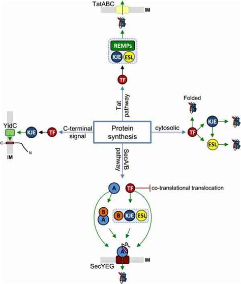 Chaperoning Of De Novo Protein Folding And Targeting By Tf Dnakje And