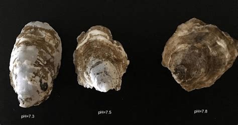 Ocean Acidification Salem Sound Coastwatch