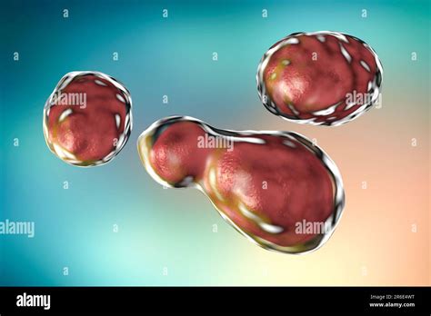 Cryptococcus Neoformans Fungus Computer Illustration C Neoformans Is