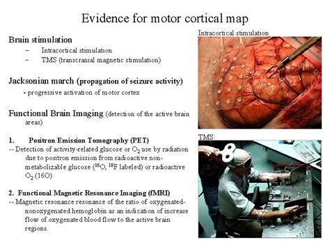 Motor Cortex Organization Of Motor Cortex Motor Cortical