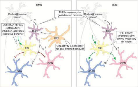 Neural Substrates Of Habit Pmc