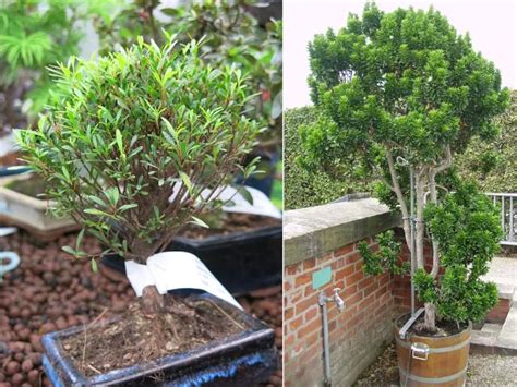 Mirt Zwyczajny Właściwości Uprawa Rozmnażanie