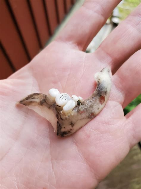 Guessing A Small Animal Jawbone Rwhatisthisbone