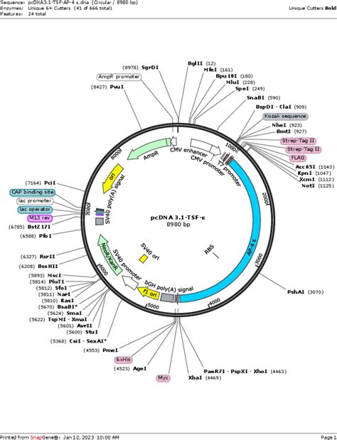 Addgene Pcdna 31 Tsf ε