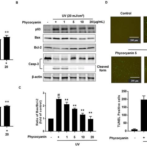 Chemical Structure Of Phycocyanin Pc Download Scientific Diagram