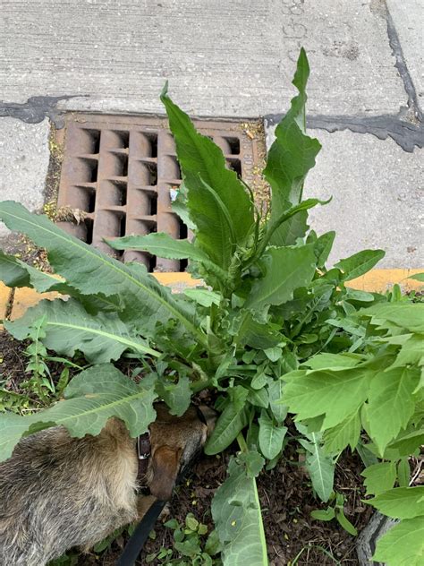 What Plant Is This Its Grown Pretty Quickly Chiweenie For Scale R
