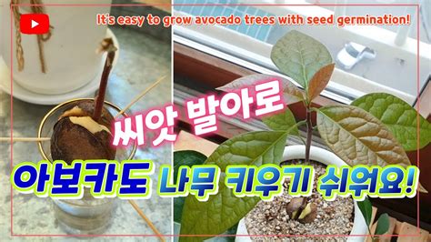 아보카도 씨앗발아 아보카도 나무 키우기 쉬워요 Its Easy To Grow Avocado Trees With Seed