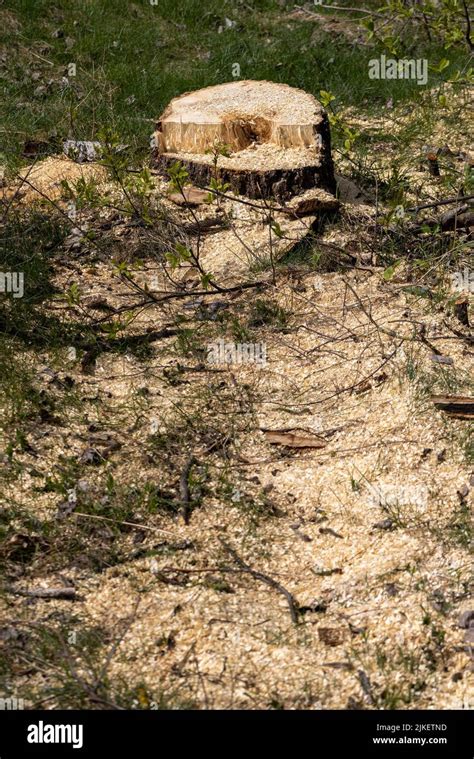 Stumps And Branches Left After Logging In The Forest Deforestation To