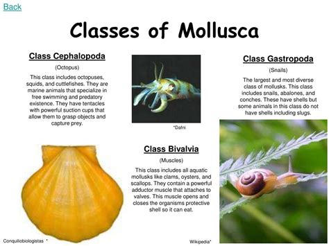 Ppt Kingdom Animalia Powerpoint Presentation Free Download Id4239814