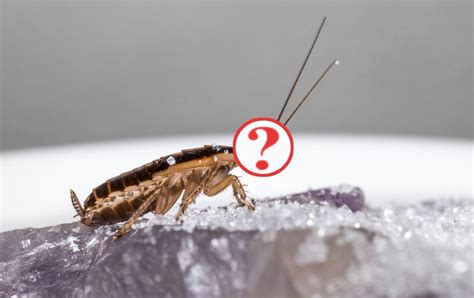 Headless Cockroach Roach Cockroach Insect