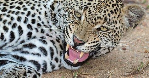 Leopard Album On Imgur