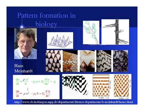 Diffusion Reaction And Biological Pattern Formation