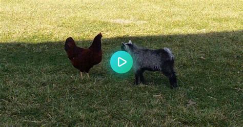 Pygmy Goat Butts Heads With A Rooster  On Imgur