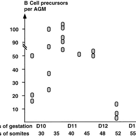 Evolution Of Absolute Numbers Of B Cell Progenitors Detected Per Agm
