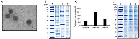Frontiers Production Of Membrane Vesicles By Enterococcus Faecium Cultured With Or Without