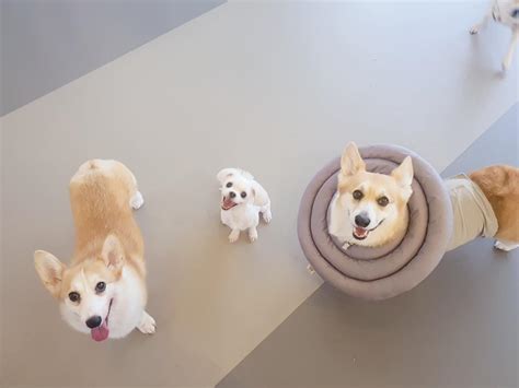 배방 도그홀릭 ・ᴥ・ 애견유치원 • 호텔 • 미용 애교쟁이 로이🤎 배방유치원 배방애견호텔 도그홀릭 애견유치원 애견