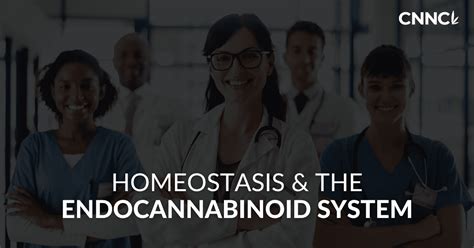 Homeostasis And The Endocannabinoid System Cannabis Nurses Network