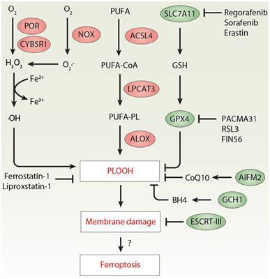 Frontiers Ferroptosis By Lipid Peroxidation The Tip Of The Iceberg