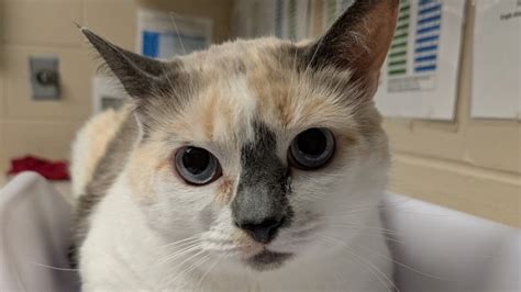 Clementine The Cat Is Looking For A New Home In The Vancouver Area