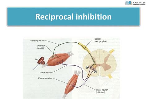 Ppt Spinal Cord Reflexes Powerpoint Presentation Free Download Id