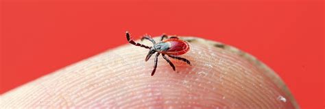 Adult Female Deer Tick Transmitting Lyme Disease Borreliosis Infection