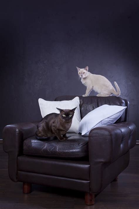 Two Cats 库存照片 图片 包括有 似猫 尾标 生物 嬉戏 逗人喜爱 表达式 虚拟 宠物 8428924