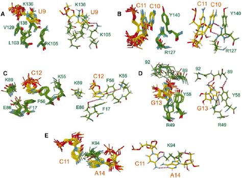 Details Of The Protein±rna Interactions Showing How Binding Speci®city Download Scientific
