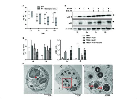Staphylococcus Aureus Intracellular Survival Within Pmn Is Associated