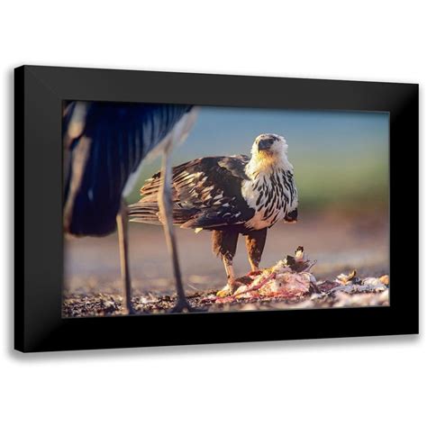 Fitzharris Tim 14x11 Black Modern Framed Museum Art Print Titled