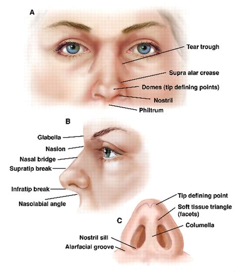 Nose Anatomy Nose Diagram Nose Anatomy