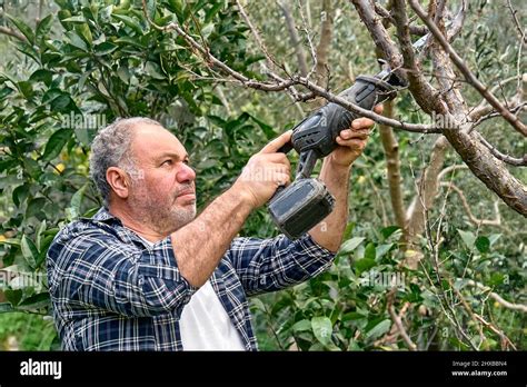 Seasonal Pruning Of Trees Mature Bearded Gardener Pruning Trees With