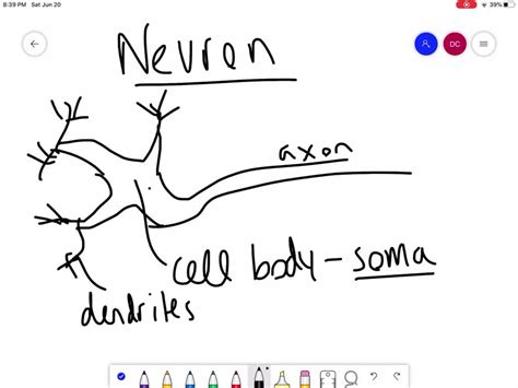 Solved Which Part Of A Neuron Transmits An Electrical Signal To A