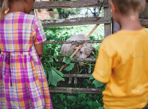 暑假在农场里，孩子们在用绿树枝喂羊