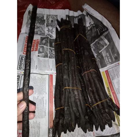 Jual Cacing Sonari Kering Obat Tipus Dan Demam Per 1 Batang Shopee